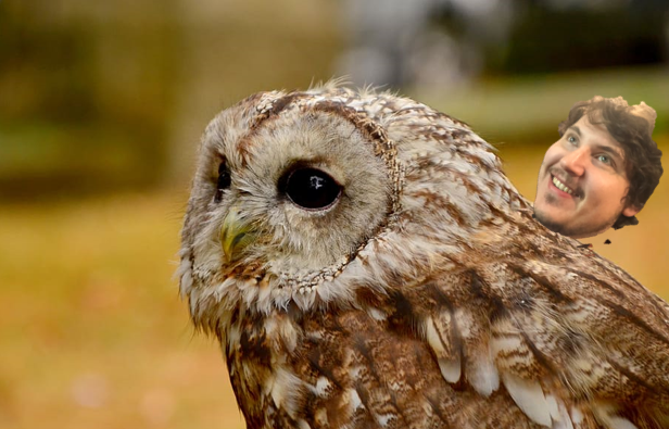A Bird Order Tier List – Owlmanandy Writes